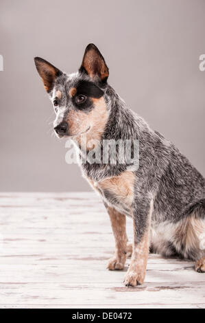 sitting Australian Cattle Dog Stock Photo - Alamy
