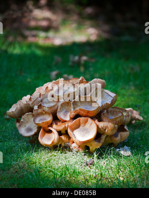 Clump of toadstools / mushrooms Stock Photo - Alamy