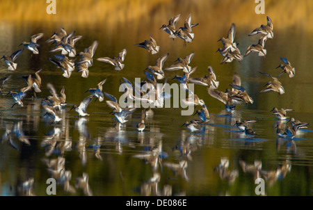 Dunlin,feeding,resting and flying in the South Carolina lowcountry ...