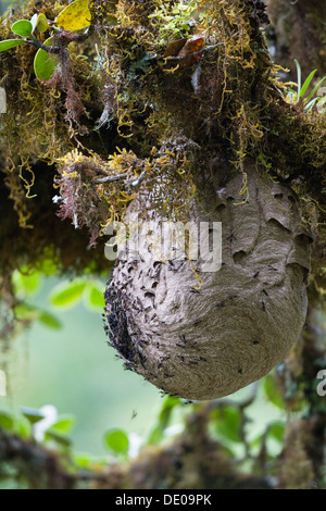 Wasps nest, Costa Rica Stock Photo - Alamy