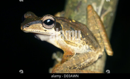 Dark-eared Frog (Polypedates macrotis), Danum Valley Conservation Area ...