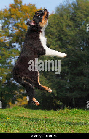 young Australian Shepherd dog - jumping on meadow Stock Photo - Alamy