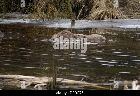 Eurasian Beaver (Castor fiber) pair mating in water in winter Stock ...