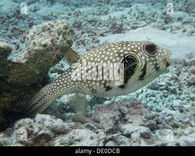 Black Spotted pufferfish, Arothron nigropunctatus, having its gills ...