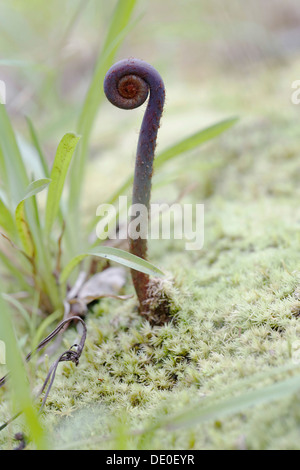 Old world forked fern, uluhe fern (Dicranopteris linearis), fronds, a ...
