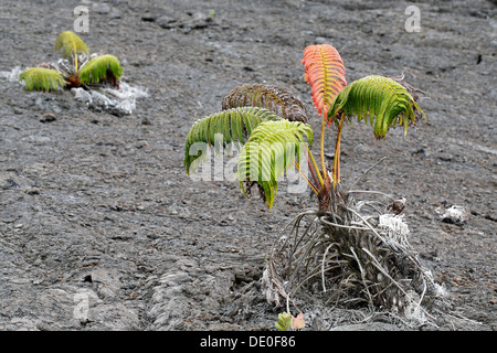 Ama'u fern (Sadleria cyatheoides), with a red "scar", according to ...