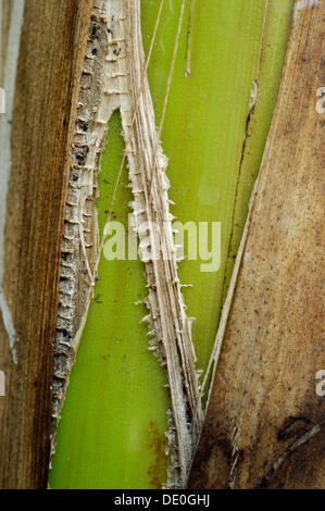 Banana (Musa), detailed view of the stem Stock Photo - Alamy