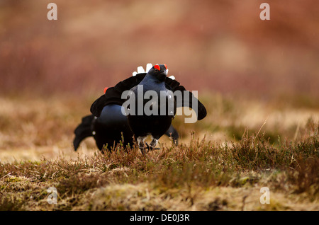 Male Black Grouse displaying on a lek Stock Photo - Alamy