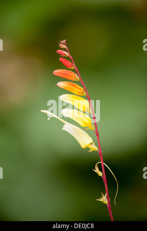 Close up of fire vine (ipomoea lobata) flowers in bloom Stock Photo - Alamy