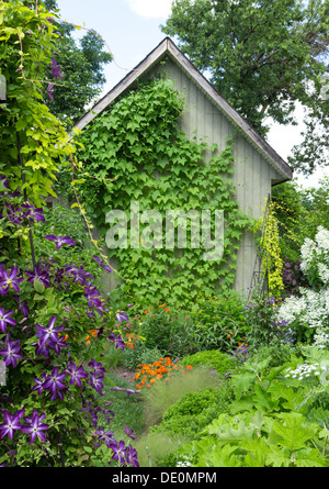 Ivy crawling up the wall of a wooden house Stock Photo - Alamy
