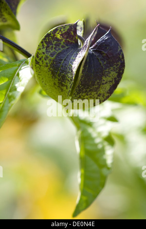 Nicandra physalodes Shoo fly seed pod Growing in a Garden Stock Photo ...