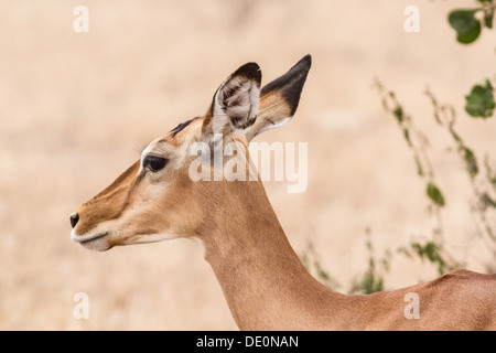 Portrait of an impala ram with long horns Stock Photo - Alamy