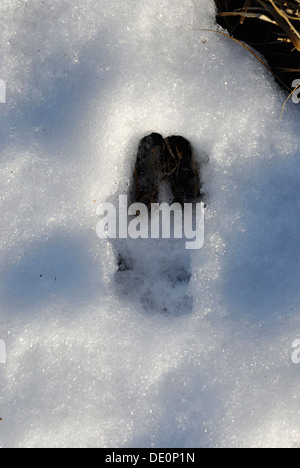 A closeup shot of a deer in a snowy forest Stock Photo - Alamy