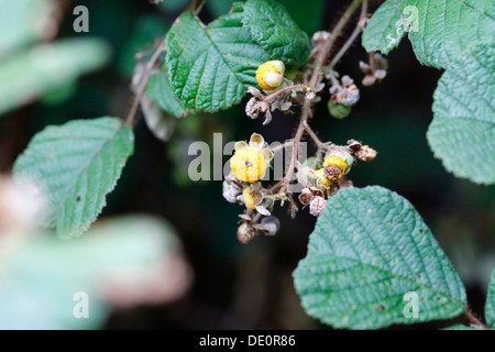 Yellow Himalayan raspberry (Rubus ellipticus), with thorns, invasive ...