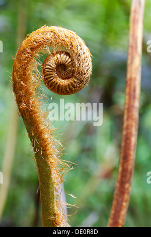 Hapu'u pulu fern (Cibotium glaucum), a fern frond unfurling, Kilauea ...
