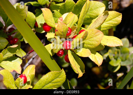 Ohelo tree or Ohelo Kau La'au (Vaccinium calycinum), Big Island, Hawaii ...