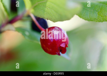 Ohelo tree or Ohelo Kau La'au (Vaccinium calycinum), Big Island, Hawaii ...