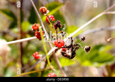 Yellow Himalayan raspberry (Rubus ellipticus), invasive species, Big ...