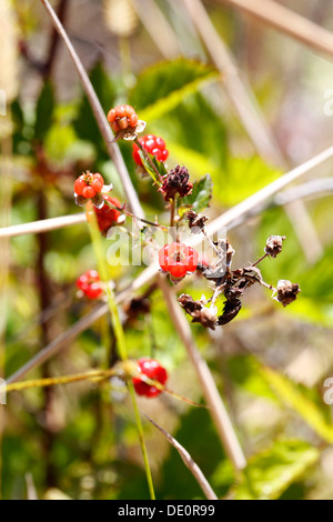 Yellow Himalayan raspberry (Rubus ellipticus), invasive species, Big ...