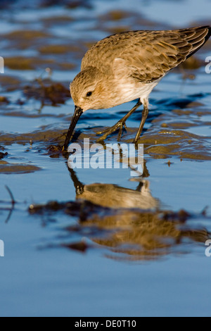 Dunlin,feeding,resting and flying in the South Carolina lowcountry ...