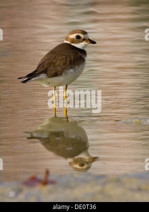 semi-palmatted plover in south carolina Stock Photo - Alamy