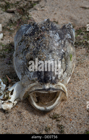 Dead fish on the beach by dangerous chemicals Stock Photo - Alamy