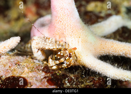 Staghorn hermit crab Manucomplanus varians Sea of Cortez Mexico Stock ...