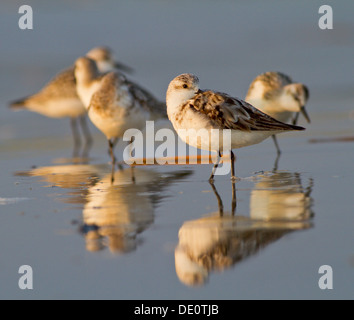 Sandering feeding in surf Stock Photo - Alamy
