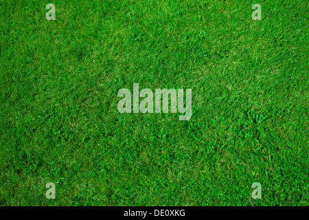 Field of fresh green grass texture as a background, top close up view ...