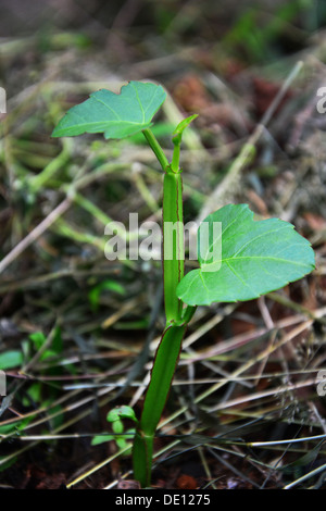 Medicinal plant ; Vitaceae ; cissus quadrangularis linn ; veld grape ...
