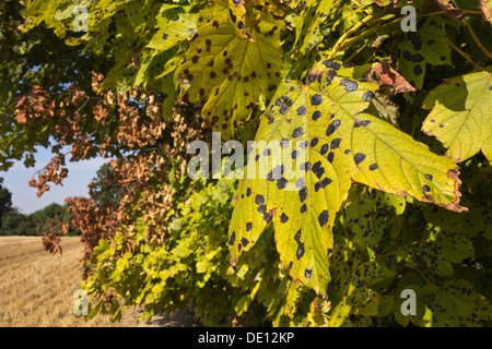Sycamore tree with black tar spot disease acer pseudoplatanus Stock ...