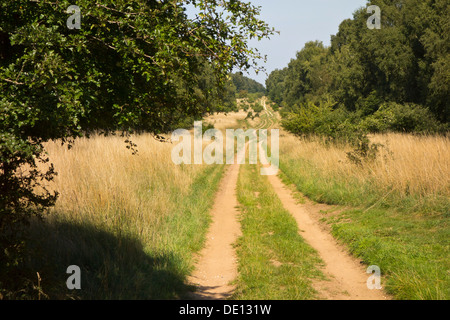 Icknield Way path near Lackford Suffolk Stock Photo - Alamy