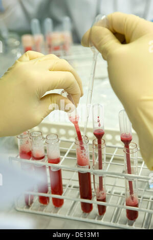 Laboratory technicians analyze blood samples near biochemical automatic ...
