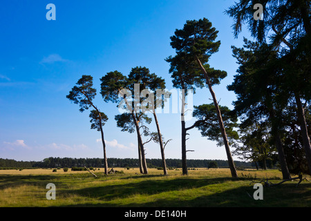 Breckland landscape suffolk Stock Photo - Alamy