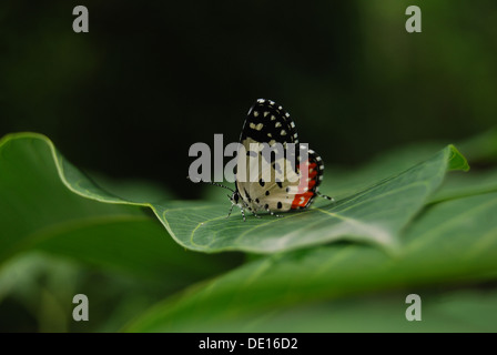 Talicada nyseus. Red Pierrot butterfly in the Indian countryside Stock ...