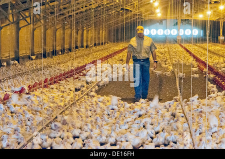 FLOCK OF BROILER CHICKENS IN COMMERCIAL INTENSIVE HEN HOUSE UK Stock ...