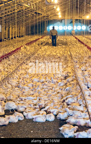 Broiler chickens on the brooding area of a commercial poultry farm ...