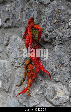 Dry red chili pepper strung on a rope, white isolated background Stock ...