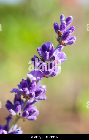 True lavender (Lavandula angustifolia Stock Photo - Alamy