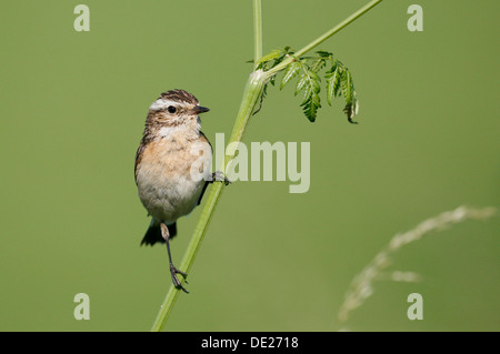 Whinchat, female, Braunkehlchen, Braun-Kehlchen, Weibchen auf Sitzwarte ...