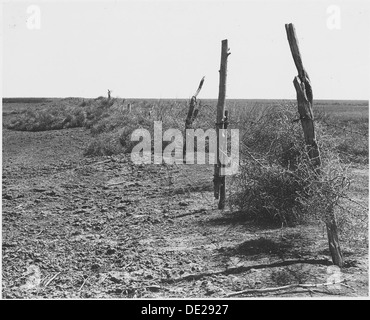 In Haskell County, Kansas, tumbleweeds accumulate along fences and in ...