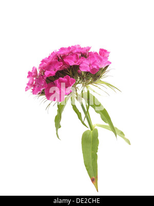 pink and white blooming gillyflower carnation flowers. Bright red wild ...