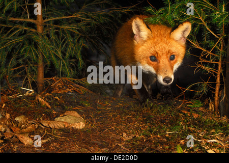 Fox hunting at night Stock Photo - Alamy