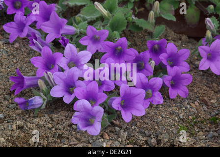 Bellflower - Campanula pelia Stock Photo - Alamy