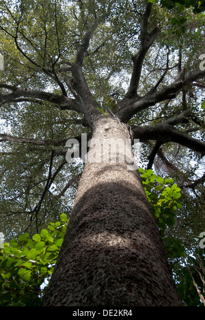 IROKO, MILICIA EXCELSA Stock Photo - Alamy