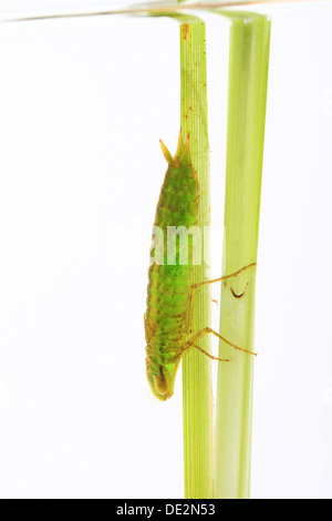 EMPEROR DRAGONFLY Anax imperator larva eating tadpole Stock Photo - Alamy