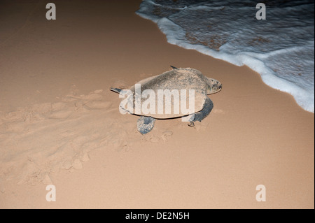 HAWKSBILL TURTLE TRACKS Eretmochelys imbricata Tracks up to nest site ...