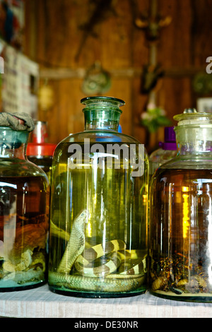 Asian Black Bear in Laos Stock Photo - Alamy