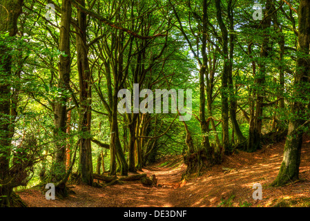 Green grass field with wooded area by a creek in Illinois USA Stock ...