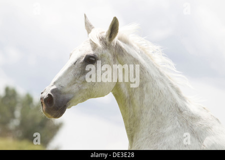 Hessian Warmblood Portrait old grey adult Stock Photo - Alamy